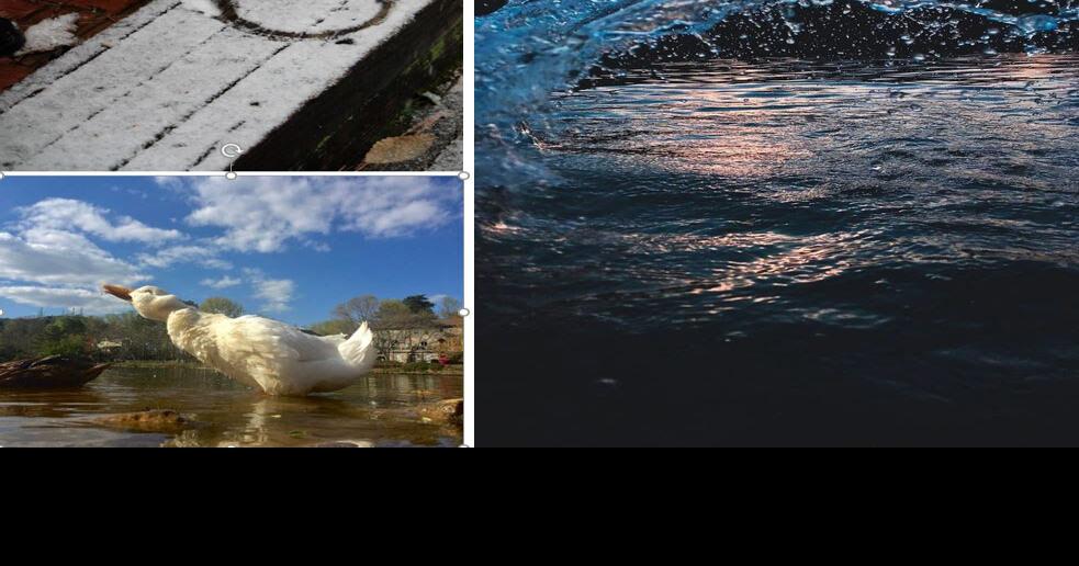 Winners of Cobb County Water System's 3rd annual photography contest ...