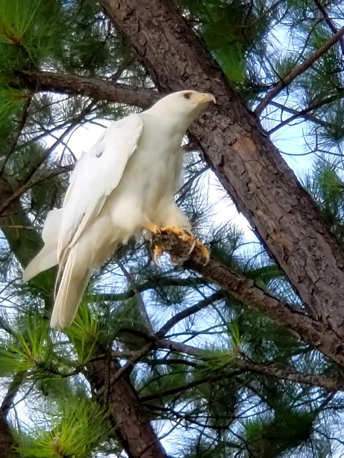 Cobb mother, son spot rare bird, send social media aflutter | News ...