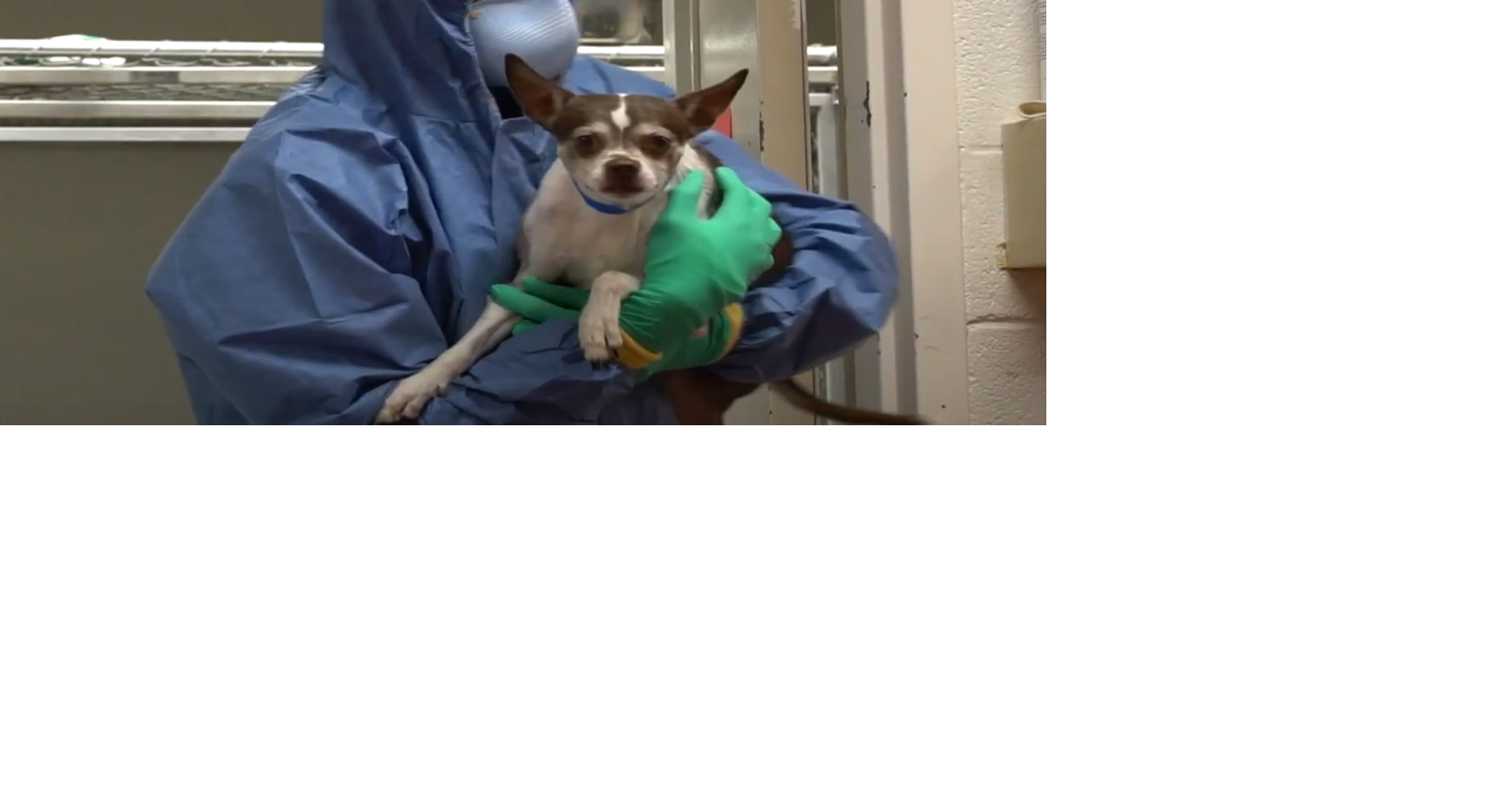 Animal shelter to quarantine after "strep zoo" outbreak | News ...