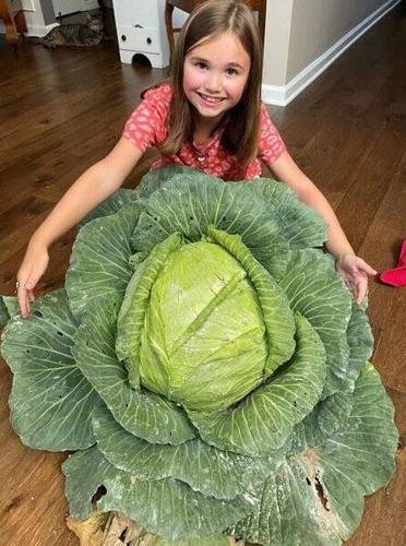 Holly Springs third grader grows 20-pound cabbage, wins $1K scholarship ...