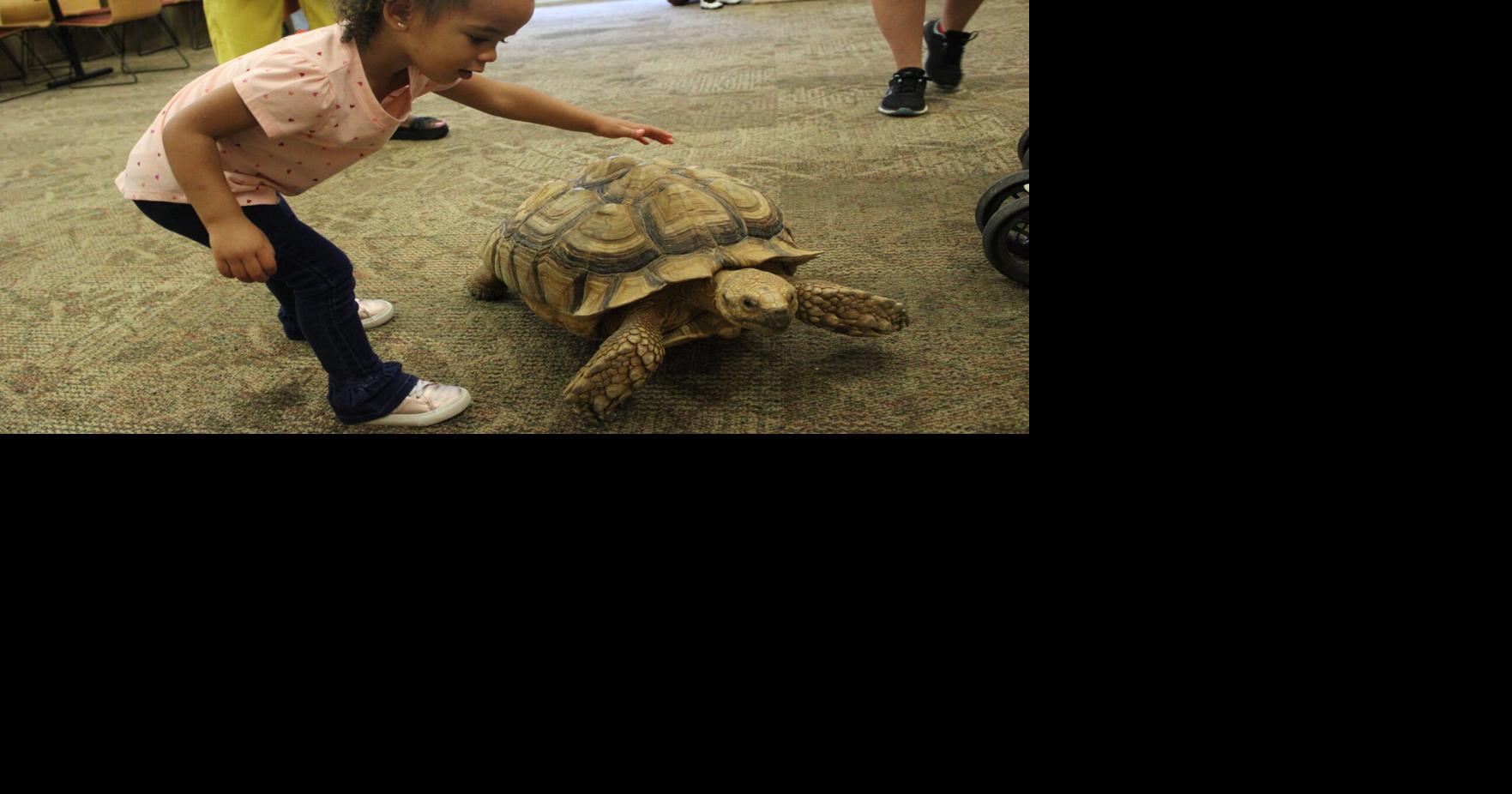 Tortoises Visit Powder Springs Library | Education | mdjonline.com