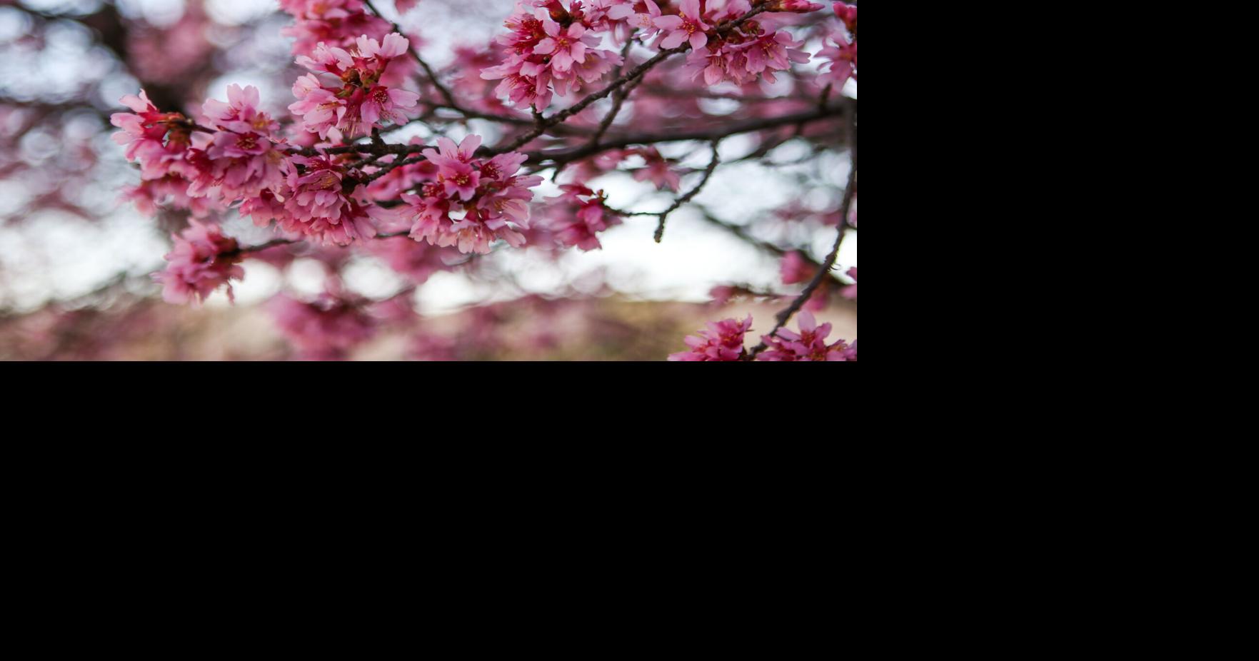 Atlanta pollen count in 'high' range early | Local News | mdjonline.com