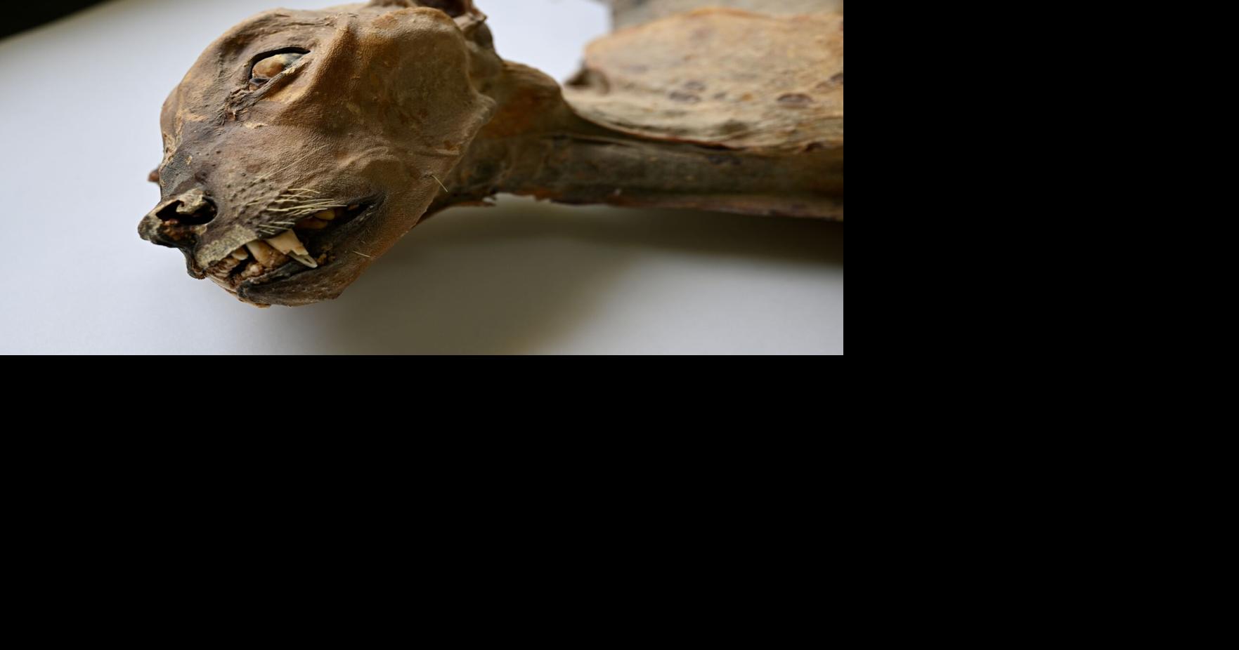 Mummified cheetahs found in Saudi caves shed light on lost populations ...
