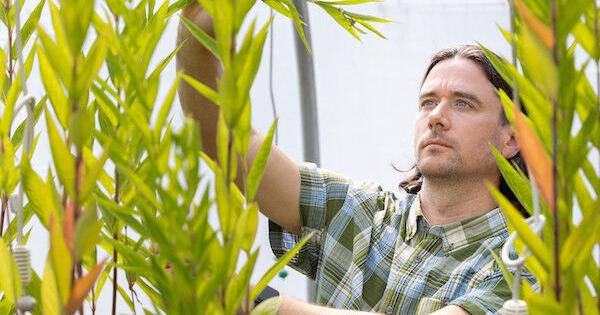KSU Project Aims to Change Minds on Native Plants | Education ...