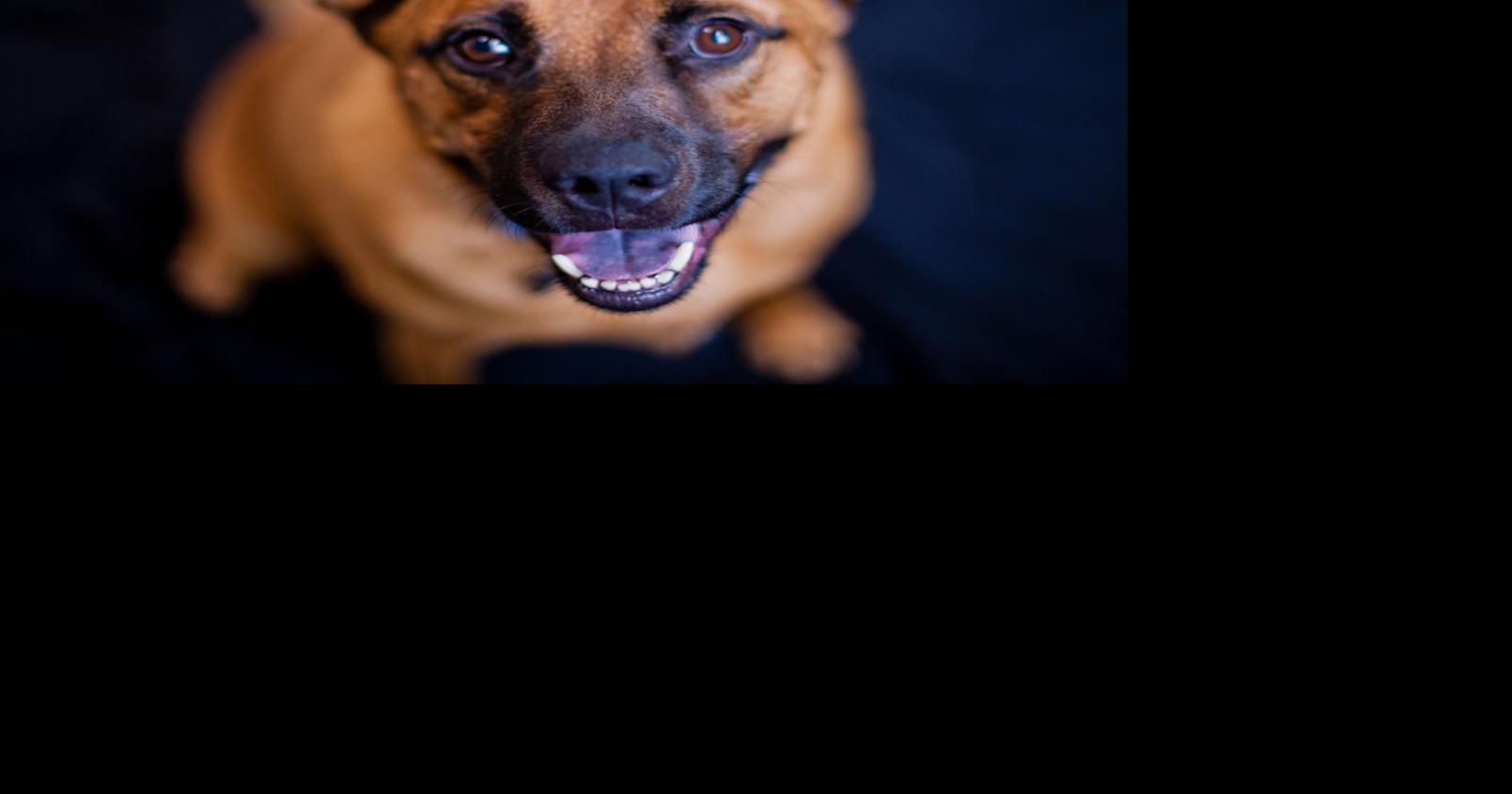 Mostly Mutts reaches 500 adoptions; set to host Strut Your Mutt | News ...