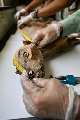 Mummified cheetahs found in Saudi caves shed light on lost populations ...