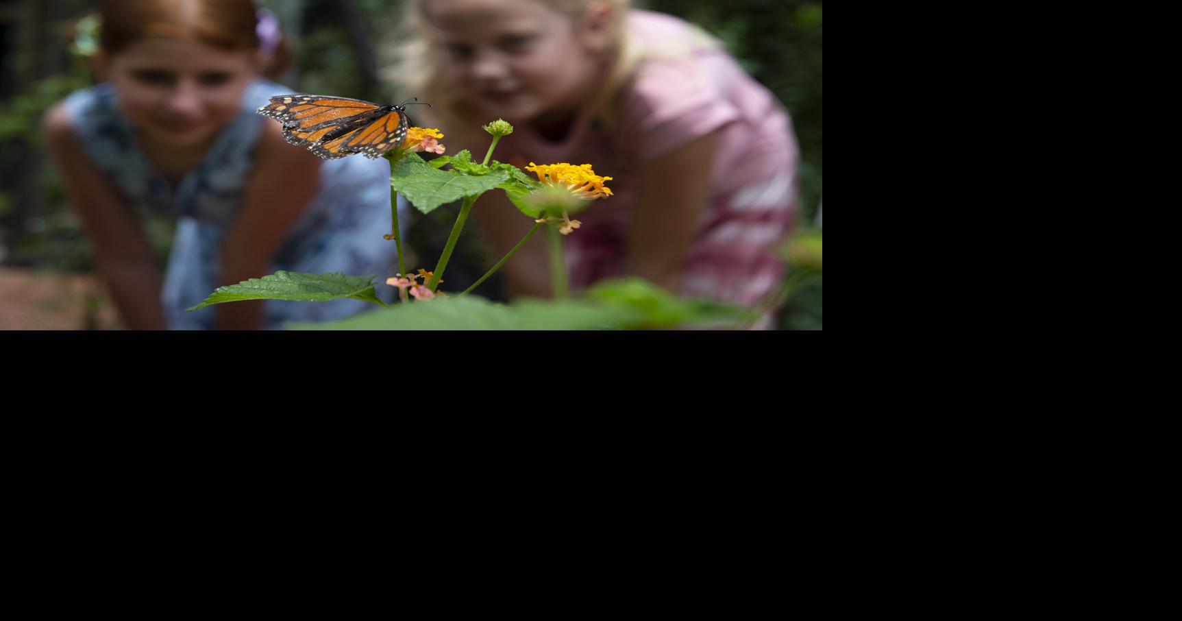 PHOTOS: Smith-Gilbert Gardens hosts pollinator garden exhibit | Local ...