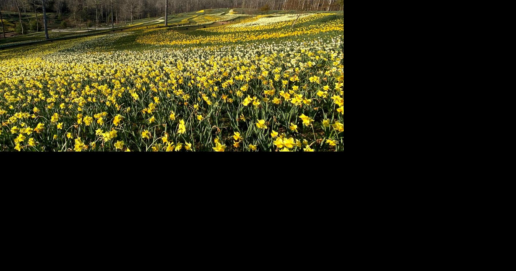 Gibbs Gardens Named to “The World’s 10 Best Places To See Daffodils ...