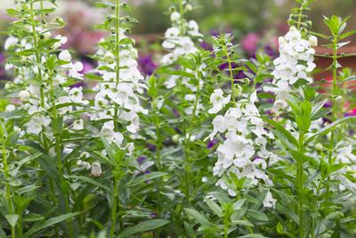 Pike Nurseries features plants to light up backyards for the Fourth ...