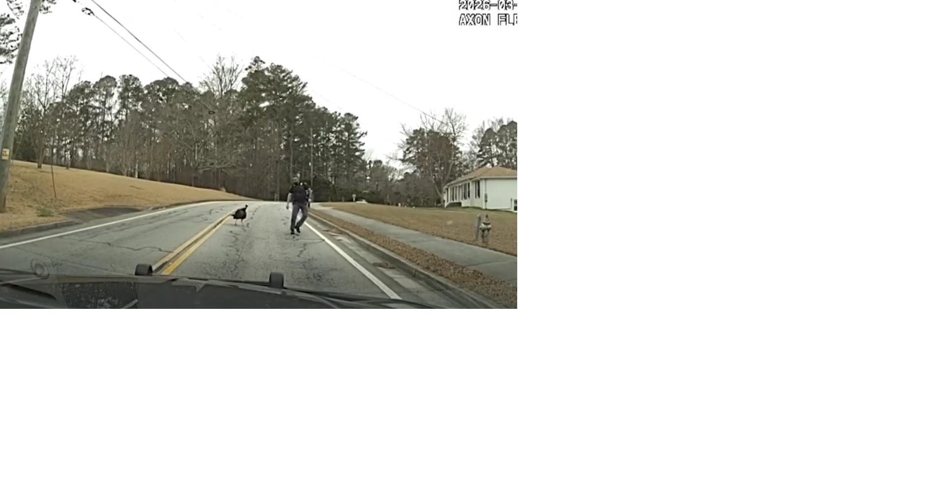 ‘Get outta here, Henry!’: Loose turkey causes comedy chaos on Milford ...
