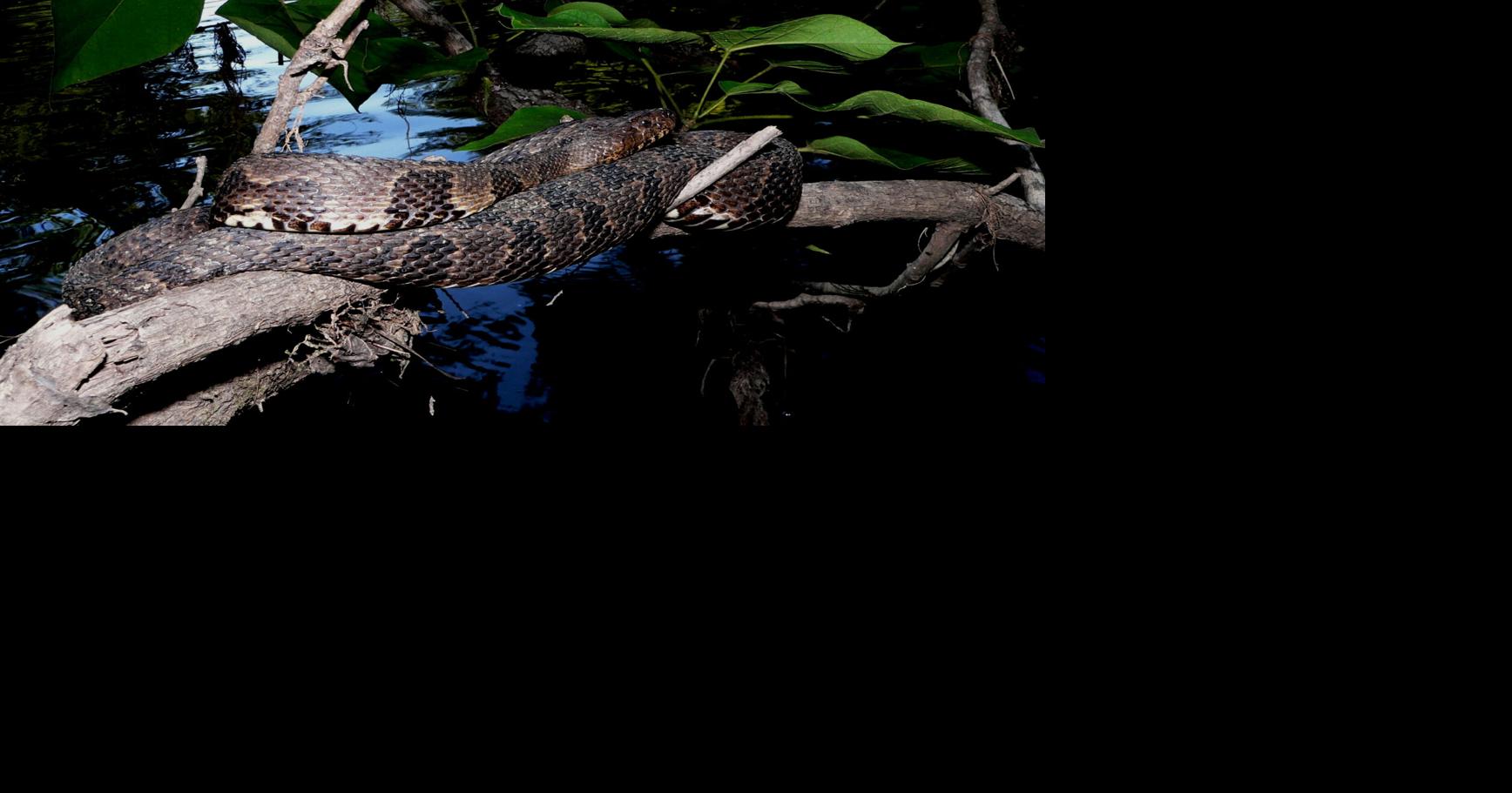 DNR: What to do when you see a snake | Lifestyle | mdjonline.com