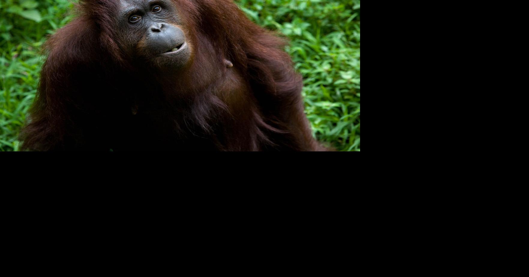 Zoo Atlanta's Quarters for Conservation program aids orangutans, otters ...