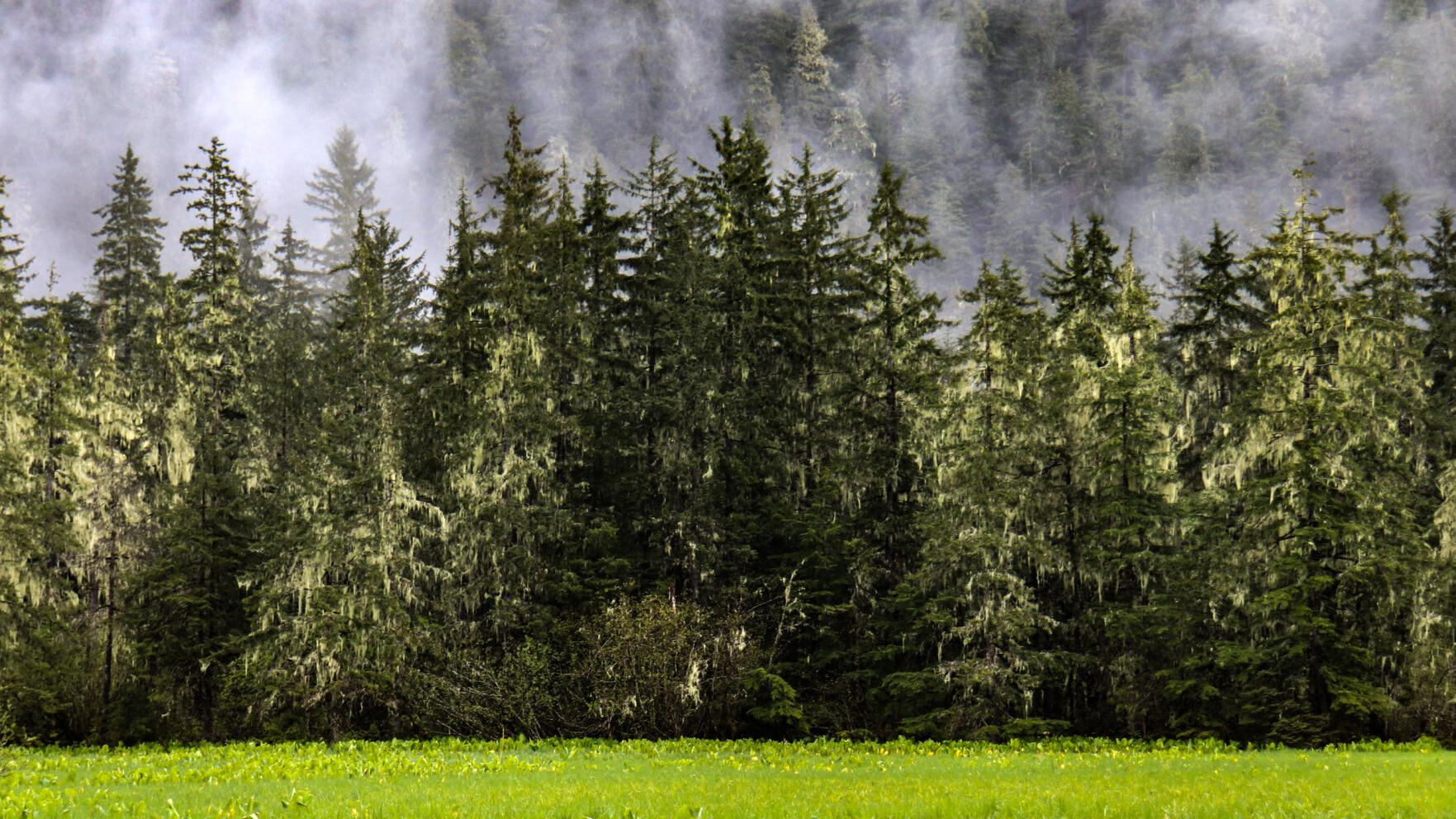 Southeast Alaskans largely critical of new direction on Tongass ...