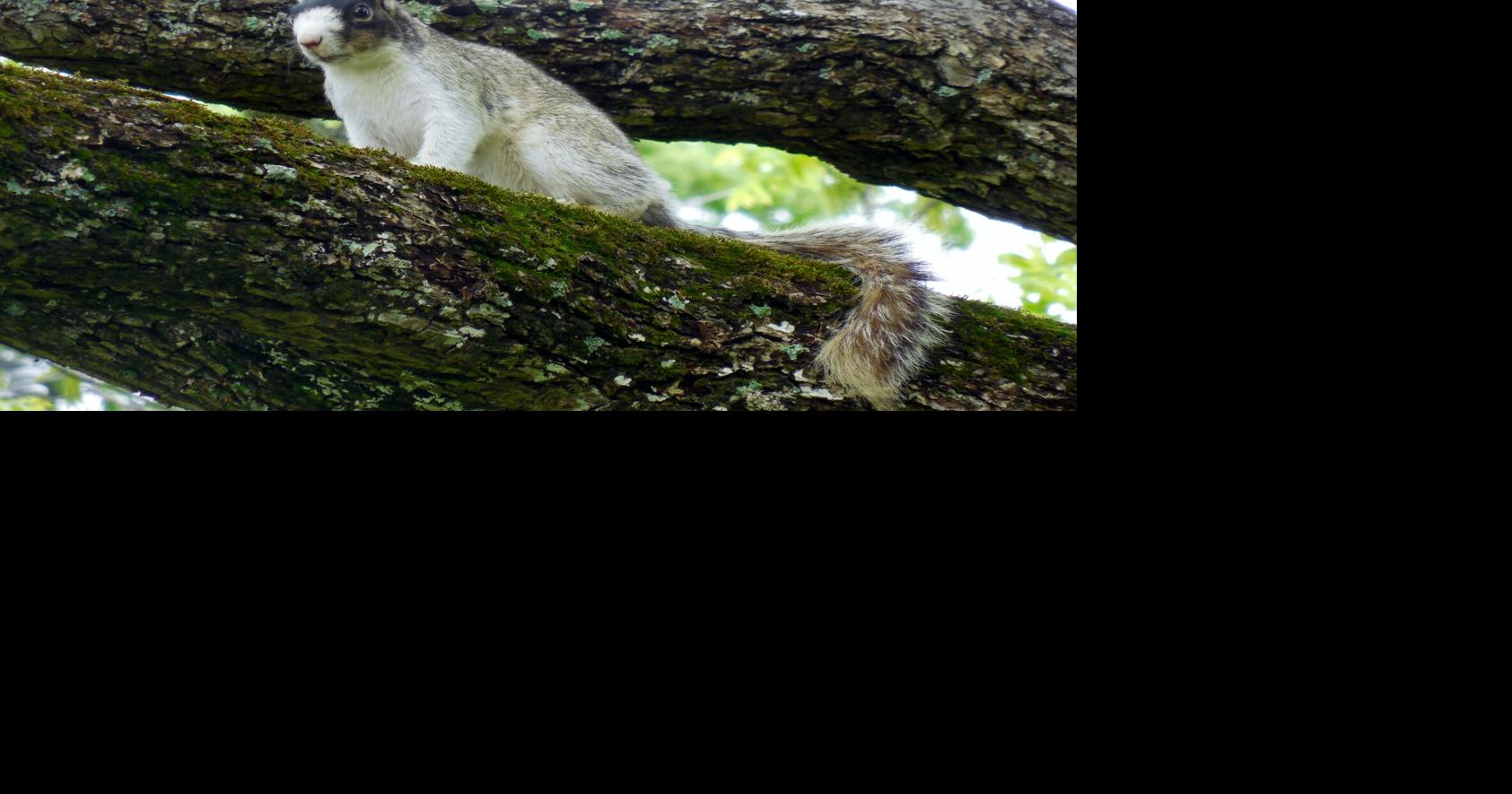 Georgia Squirrel Hunting Season Begins Aug. 15 | Lifestyle | mdjonline.com