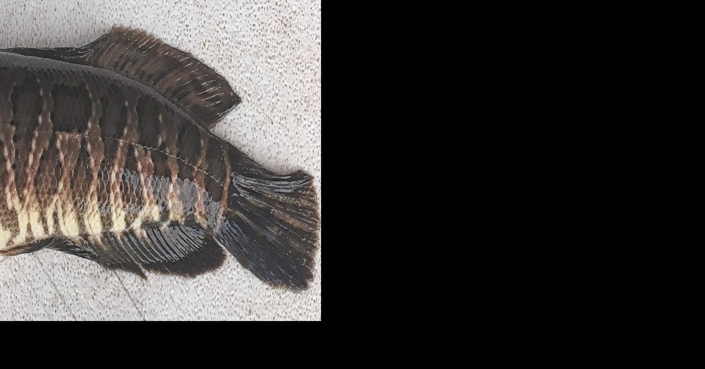 Defend Georgia waters against aquatic invasive species | Lifestyle ...