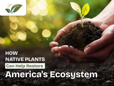 How Native Plants Can Help Restore America's Ecosystem - Tammy Sons 🪴 ...
