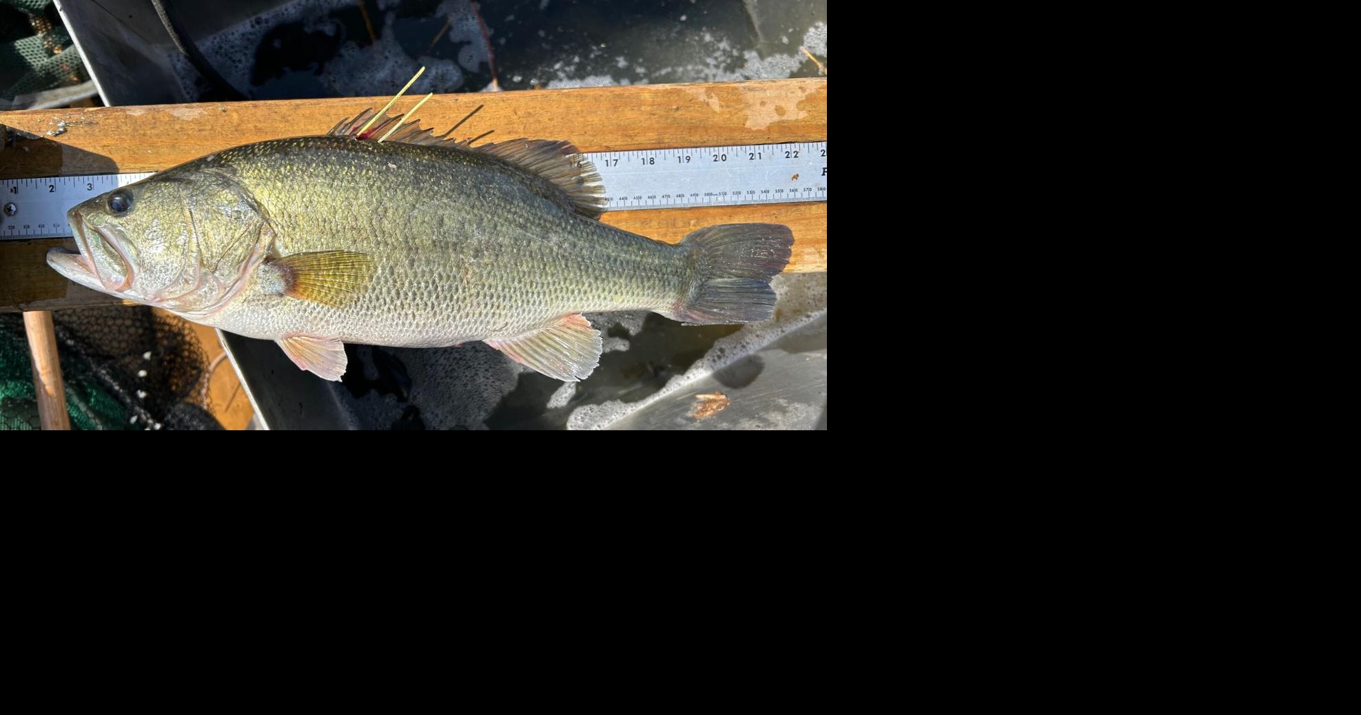 Catch a Tagged Bass When You Go Fish Georgia at Paradise PFA and Earn a ...