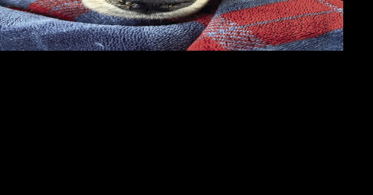 Ruff start leads to pawsitive recovery | Mille Lacs Messenger ...