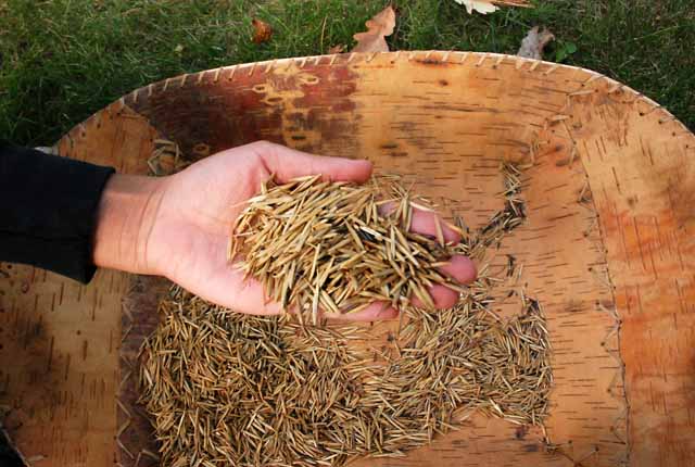 Wild rice from lake to table | Features | messagemedia.co