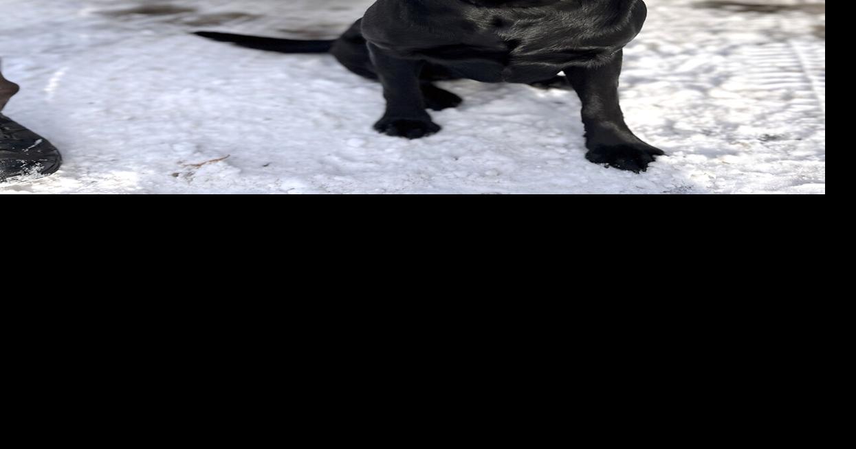 Aitkin County K9 Ruby celebrates first birthday | Local | messagemedia.co