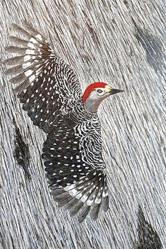 New exhibit at Jaques Art Center | Area Events | messagemedia.co