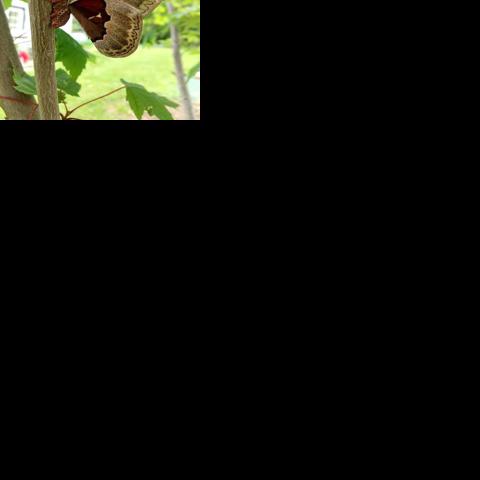 Super moth | Outdoors | messagemedia.co