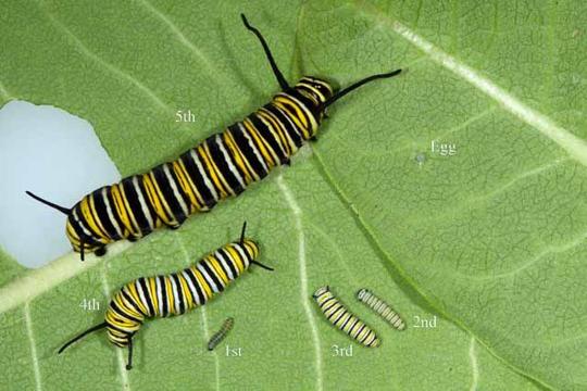 Monarch caterpillar stages. | Columns/Blogs | messagemedia.co