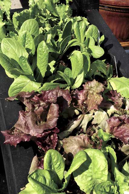 Planting for a fall harvest | Home/Garden | messagemedia.co