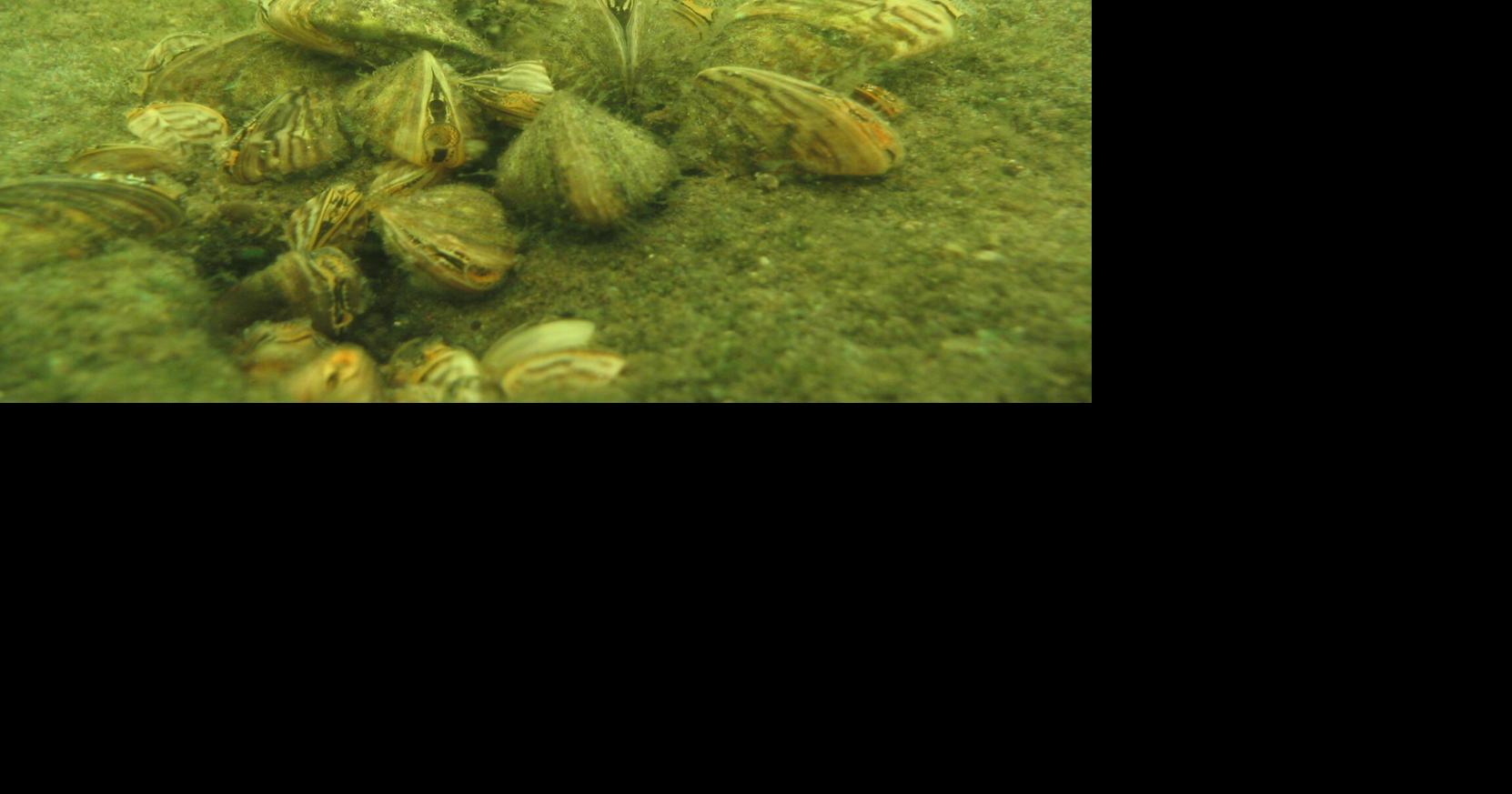 Low densities of zebra mussel larvae found in Vermilion, Kabetogama ...