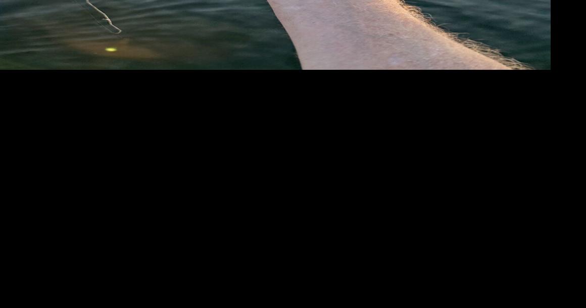 Study reveals elevated mercury levels in fish associated with zebra ...