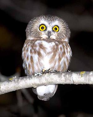 Owls of Minnesota - MessAge Media: Features