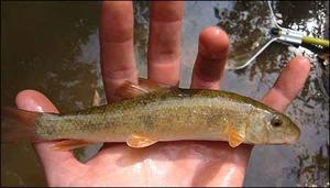 Minnows - MessAge Media: Fishing