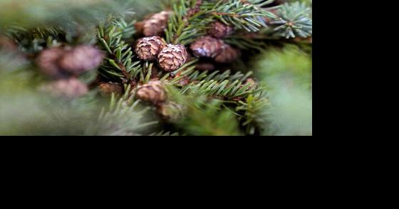 spruce cones compost