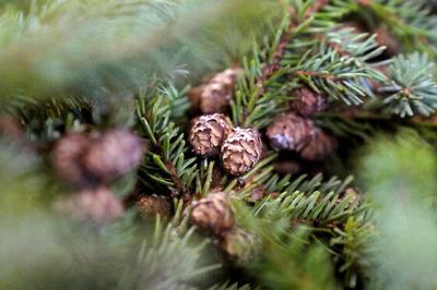 pine tree with black cones