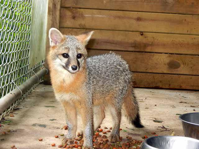 Gray and red foxes | Outdoors | messagemedia.co