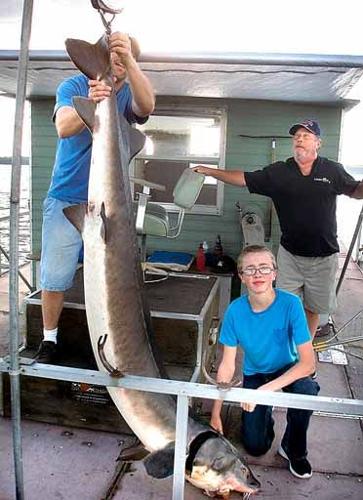 huge lake sturgeon