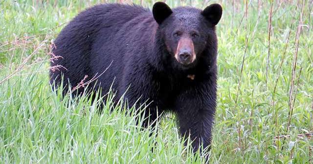 The bare facts on nuisance bears | Outdoors | messagemedia.co