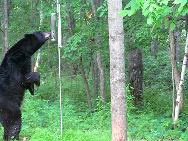 April is bear time | Columns/Blogs | messagemedia.co