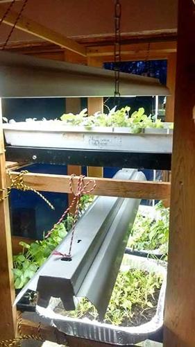 Growing your own Microgreens | Home/Garden | messagemedia.co