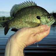 Sunnies — Everyone's Fish | Fishing | messagemedia.co