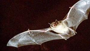 Bats of Minnesota | Outdoors | messagemedia.co