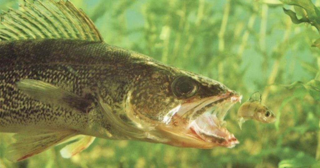 walleye underwater