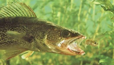 walleye underwater camera