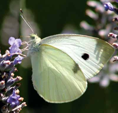 Minnesota’s beautiful BUTTERFLIES | Features | messagemedia.co