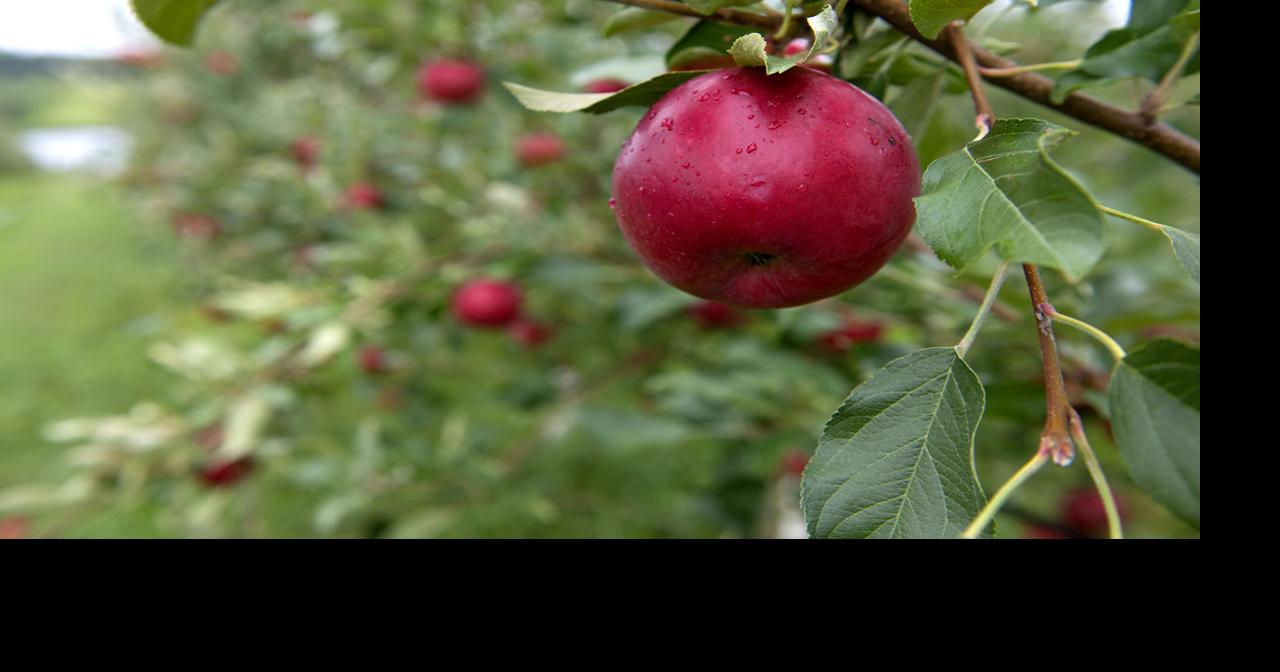 First Kiss: The latest U of M apple | State | messagemedia.co