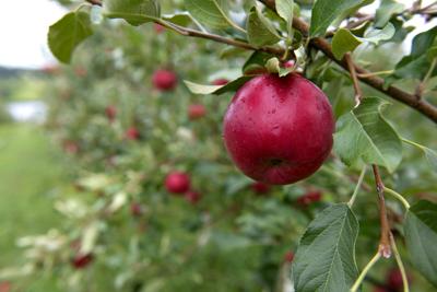 First Kiss: The latest U of M apple | State | messagemedia.co