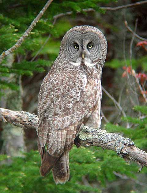 Owls of Minnesota | Features | messagemedia.co