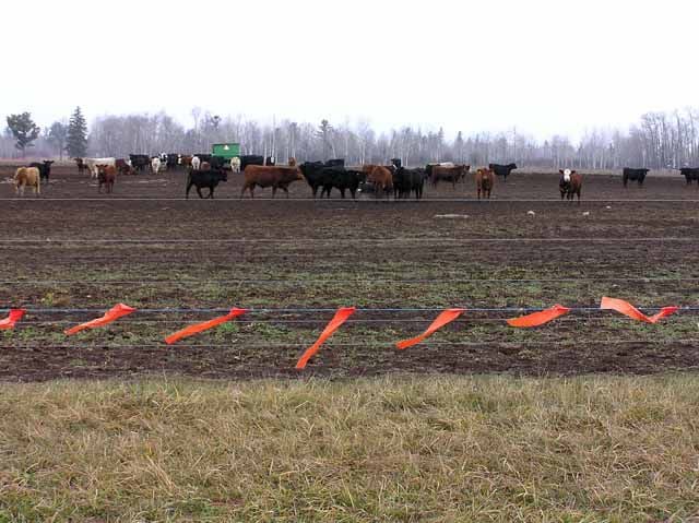 Wolves on the prowl | Features | messagemedia.co