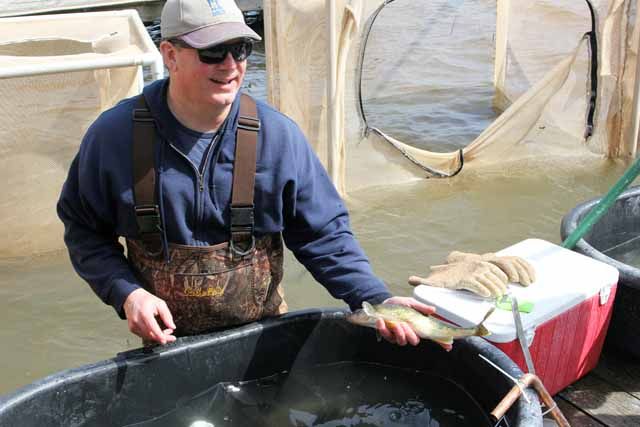 Mille Lacs walleye stocking project | Outdoors | messagemedia.co