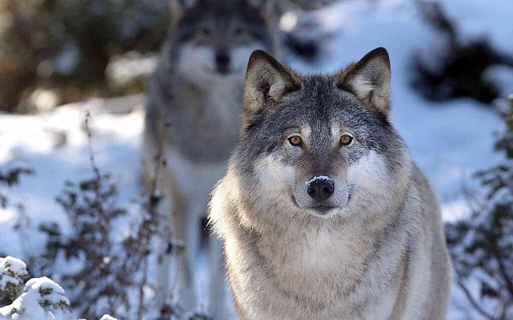 As Minnesota wolf plan is revised, advocates concerned | Outdoors ...